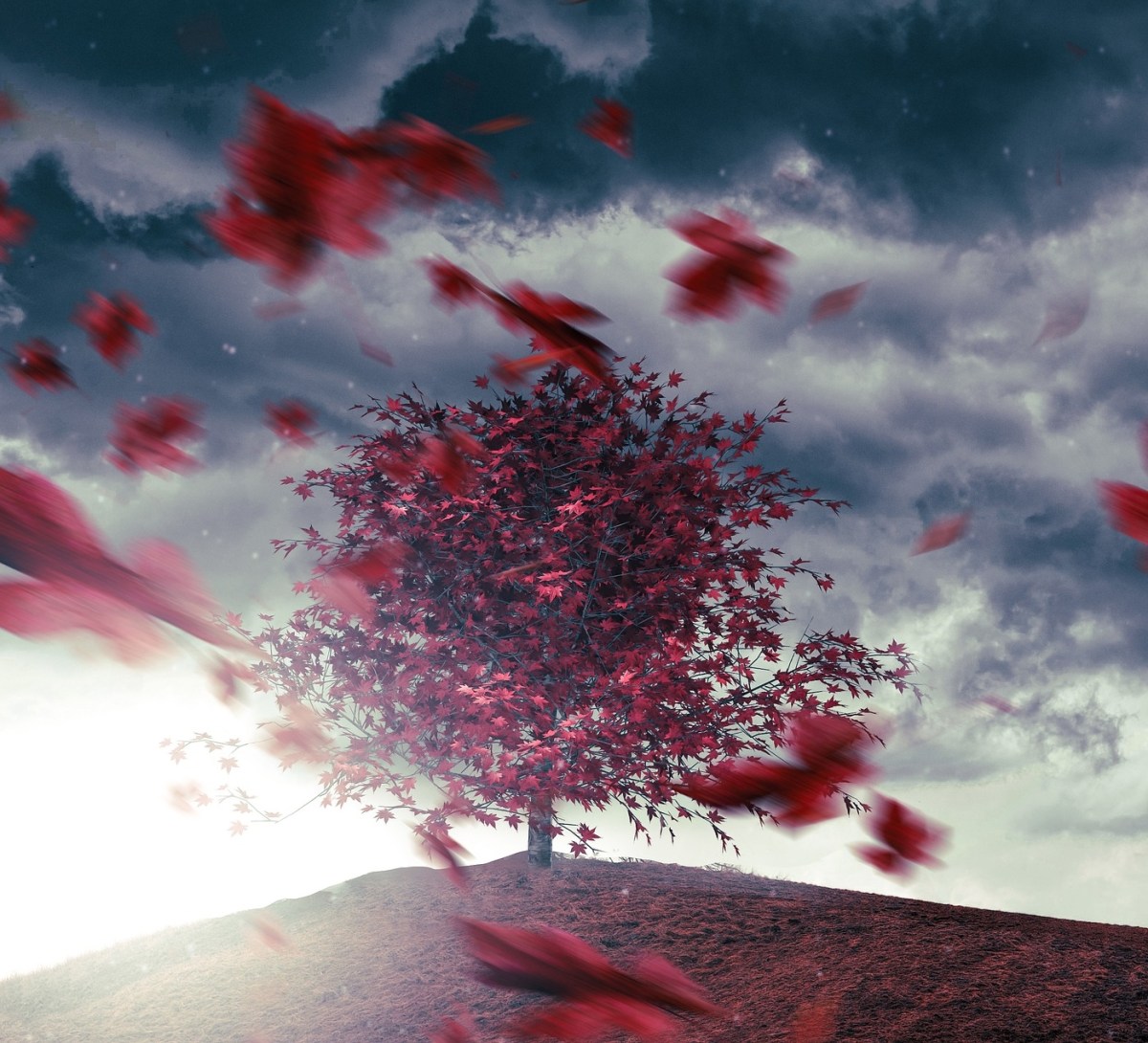 Befreites Wolfsgeheul / Joyful Wolf Howl – LiteraturPlanet